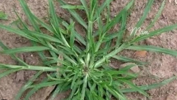 Manfaat Rumput Teki untuk Kesehatan: Herbal Serbaguna dari Alam – ontv ...