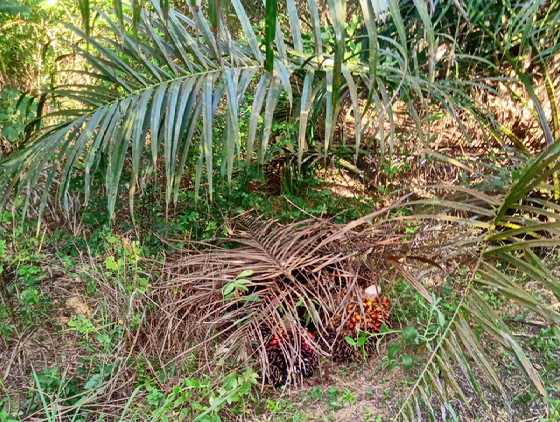 Marak Nya Pencurian Buah Sawit di Balai Jaya, Warga Pasir Putih Resah ...